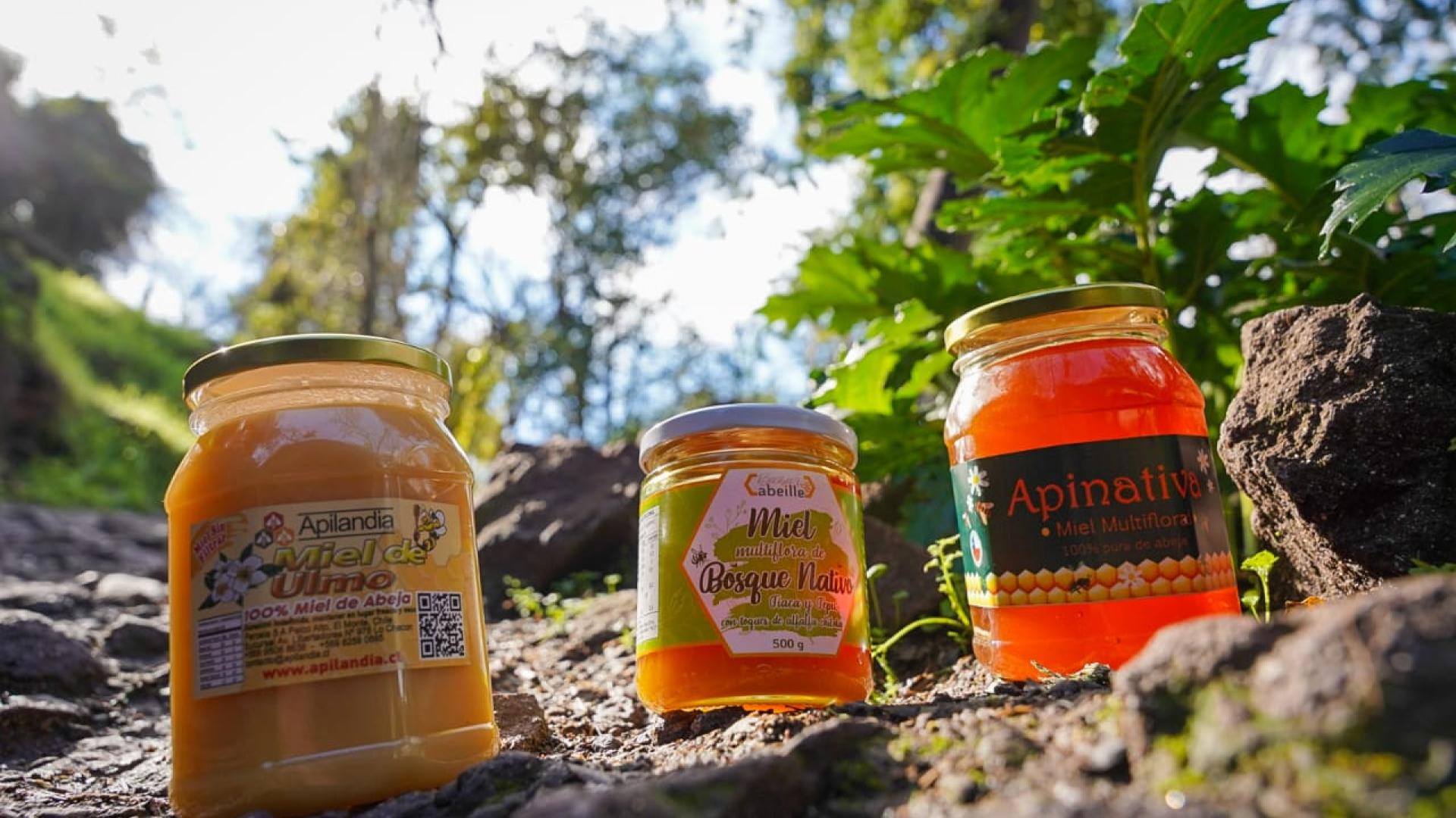 Día Nacional de la Miel: Aumentar consumo y proteger a las abejas son ...